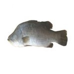 Buy Bengali Fish Corner Fish - Vetki ( Kolkatta) / Sea Baas / Baramuda ...