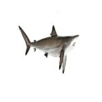 Buy Meen Kadai Fish - Shark Online at Best Price of Rs null - bigbasket
