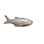 Buy Fresh n Fresh Fish - Rawas Online at Best Price of Rs null - bigbasket