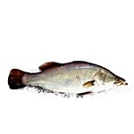 Buy RK Seafood Fish - Betki 1 kg (Whole) Online at Best Price. of Rs ...