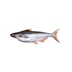 Buy Mr. Fish Fish - Rohu / Ravva Online at Best Price of Rs null ...