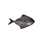 Buy Seavoods Fish Point Fish - Black Pomfret / Halwa, Slice Cut Online ...
