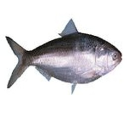 Buy Banglar Maach Fish - Hilsa / Ilish Curry Cut With Head & With Tail ...
