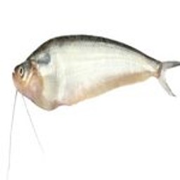 Buy Banglar Maach Fish - Pabda Online at Best Price of Rs null - bigbasket