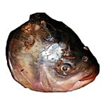Buy CLS SHOPPING Fish - Rui Head Online at Best Price of Rs null ...