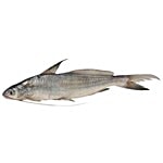 Buy Ansh Fish Supplier Fish - Tengra, Desi Online at Best Price of Rs ...