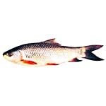 Buy AK Daily Bazaar Fish - Charapona, Small Size Online at Best Price ...