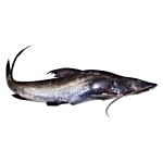 Buy B.N. Fish Shop Fish - Tangra Online at Best Price of Rs null ...