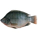 Buy Fresh Catch Fish - Telapia Standard Size Online at Best Price of Rs ...