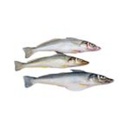 Buy Pattammal Seafoods Fish - Kilangan / Lady Fish Online at Best Price ...
