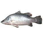 Buy Gangaputra fisheries Fish - Bhetki Online at Best Price of Rs null ...