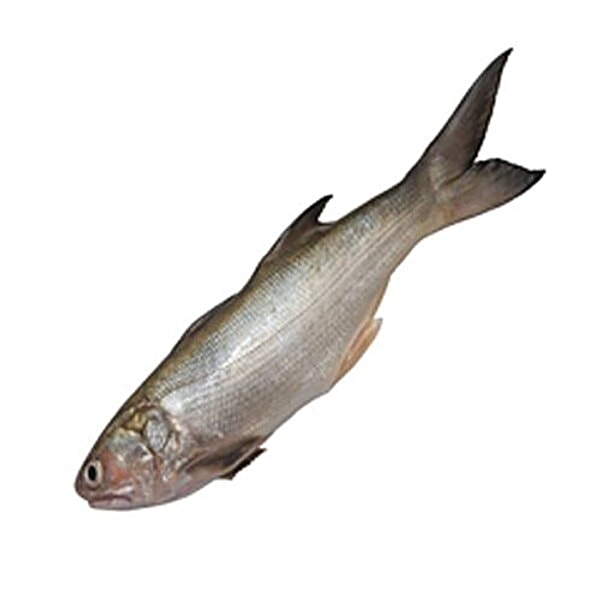 Buy fresho! Dara ( Phreadfin) Fish Fillets Online at Best Price of Rs ...