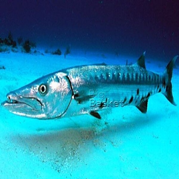 Buy Fresho Barracuda Fish - Steak/Slice Online at Best Price of Rs 919 ...