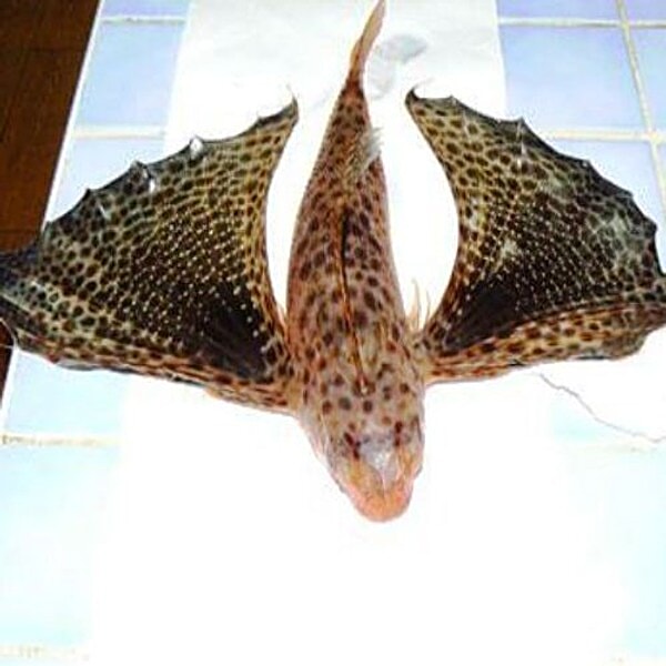 Buy fresho! Kolkata Bat Fish - Curry Cut Online at Best Price of Rs 844 ...