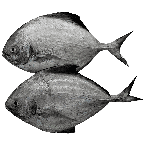 Pomfret Fish