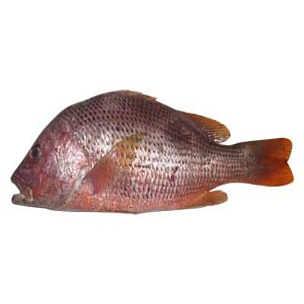 Buy fresho! Red Snapper Fish (Medium) - Cleaned & Whole Online at Best ...