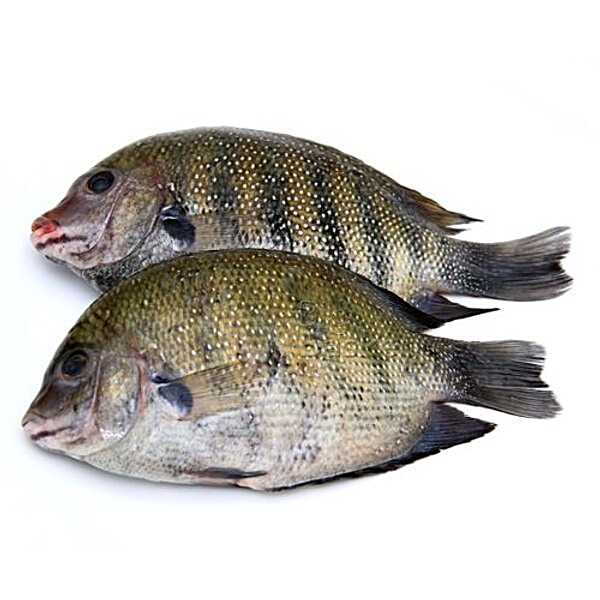 Buy fresho! Pearl Spot Fish - Medium, Cleaned & Whole Online at Best ...