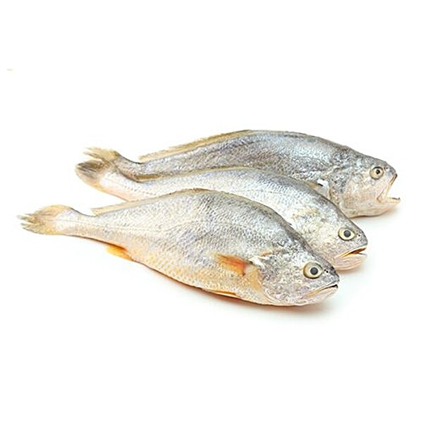 Buy fresho! Croaker Fish (Medium) - Cleaned & Whole Online at Best ...