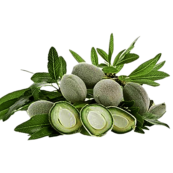 Buy Fresho Fresh Almonds Green 500 Gm Online at the Best Price of Rs ...