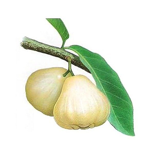 Buy fresho! Wax Apple (jamrul) - Organically Grown Online at Best Price ...