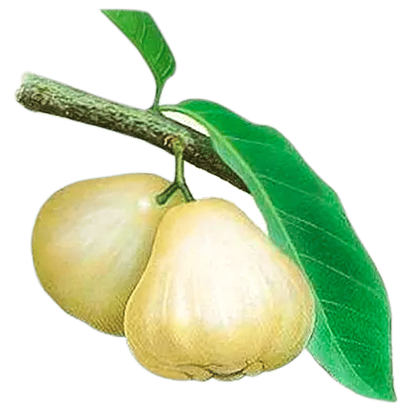 Buy Fresho Wax Apple Jamrul 1 Kg Online at the Best Price of Rs 89 ...