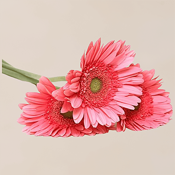 Buy fresho! Flowers - Gerbera Pink Online at Best Price of Rs 18.74 ...