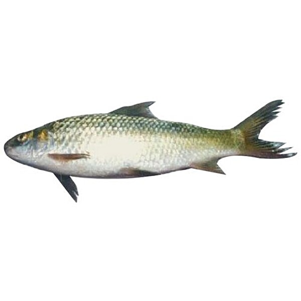 Buy fresho! HoReCa Bata Fish - Whole Online at Best Price of Rs 1000 ...