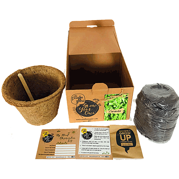 Buy Paudhe Se Yaari Grow Your Own Coriander Seeds Kit Online at Best Price of Rs 299 - bigbasket