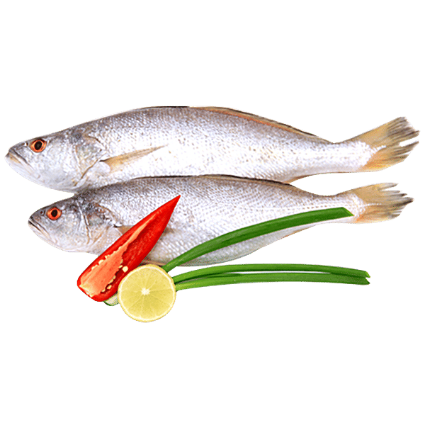Buy fresho! Whole Croaker Fish - B Online at Best Price of Rs 380 ...