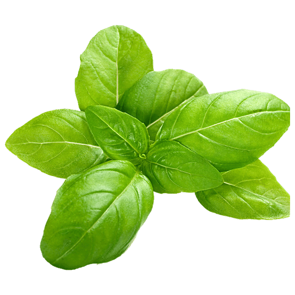 Buy Fresho Basil Italian - Hydroponically Grown Online at Best Price of ...