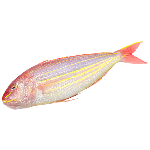 Buy fresho! Galda Fish - Large, Processed-B Online at Best Price of Rs ...