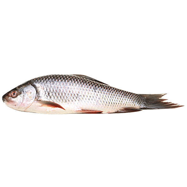 Buy fresho! Rohu Fish Large Online at Best Price of Rs null - bigbasket