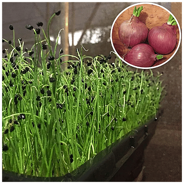 Buy Joycity Onion Microgreens Online at Best Price of Rs 219 - bigbasket