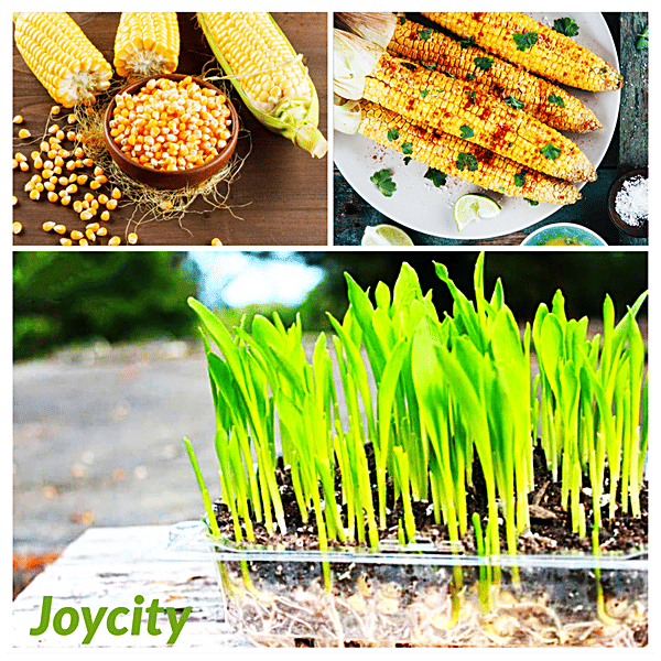 Buy Joycity Sweet Corn Microgreens Online at Best Price of Rs 199 ...