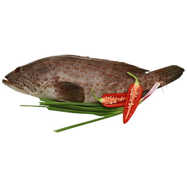 Buy Fresho Reef Cod / Grouper Fish - B, Fresh & Hygeinic Online at Best ...