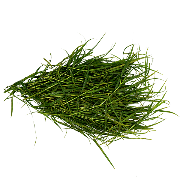 Buy fresho! Durva Grass/Garike - Used To Decorate, For Festivals & Puja ...