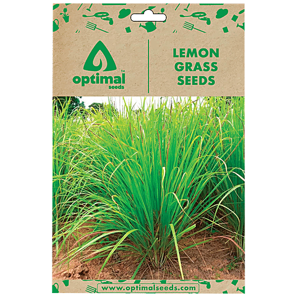 Buy Optimal Seeds Lemon Grass Herb Seeds Online at Best Price of Rs 149 ...
