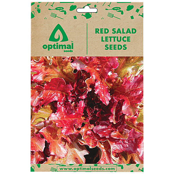 Buy Optimal Seeds Red Salad Lettuce Seeds Online at Best Price of Rs ...