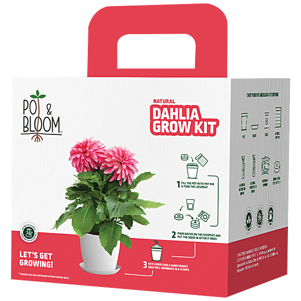 Buy Pot & Bloom Natural Dahlia Grow Kit - Easy-To-Use Online at Best ...