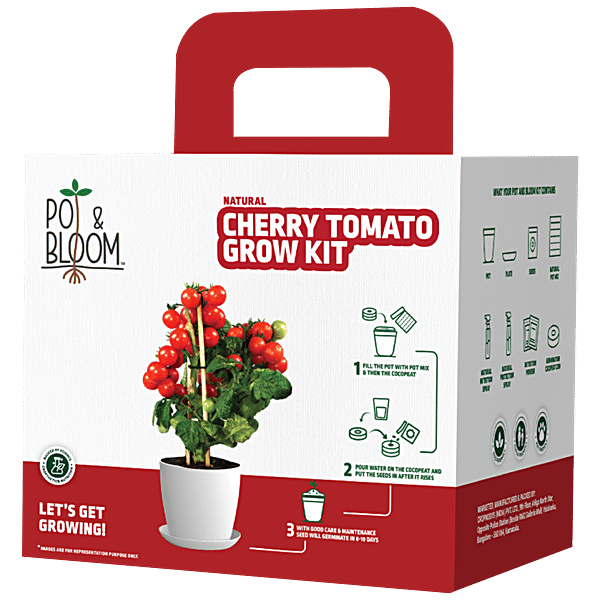 Buy Pot & Bloom Natural Cherry Tomato Kit - Easy-To-Use Online at Best ...