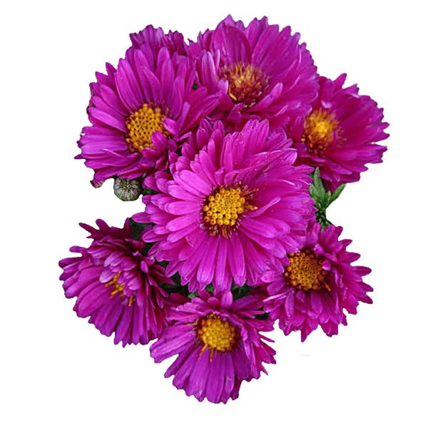 Purple Chrysanthemum Flower Artificial Chrysanthemum Lilac – Wild