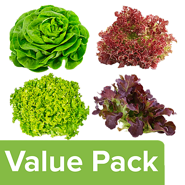 Buy Simply Fresh Fresh Lettuce Mix Box - Hydroponically Grown Online at Best Price of Rs null ...