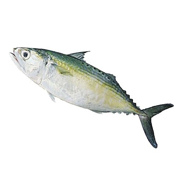 Buy Jacob's Fresh Chicken Fish - Mackerel / Aiyla / Ailai / Bangude ...