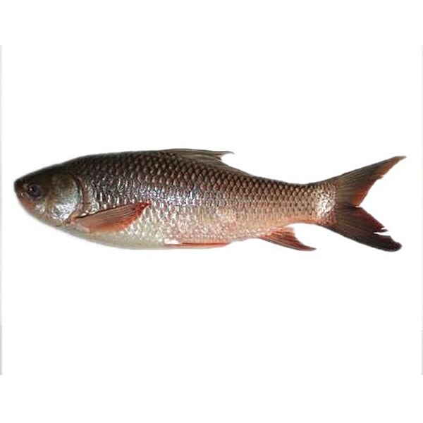 Buy My Chicken & More Fish - Rohu Medium, Curry Cut 1 kg (Curry Cut ...
