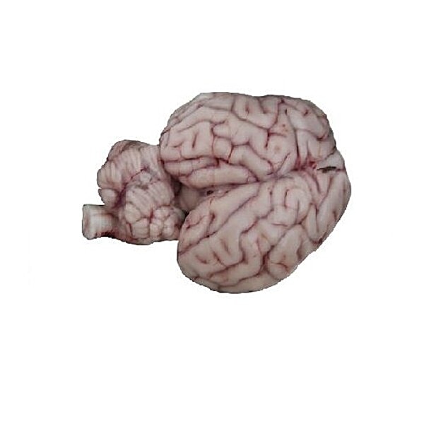 Buy New Nurul Haq Chicken Mutton Brain Single Cut 100 150 Gm Online at ...