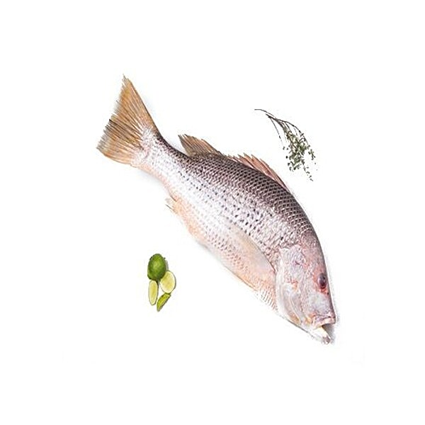 Buy Dummy Fish - Red Snapper Online at Best Price of Rs null - bigbasket