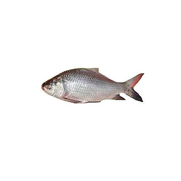 Buy Fresh Catch Fish Catla Large 1 Kg Online at the Best Price of Rs ...