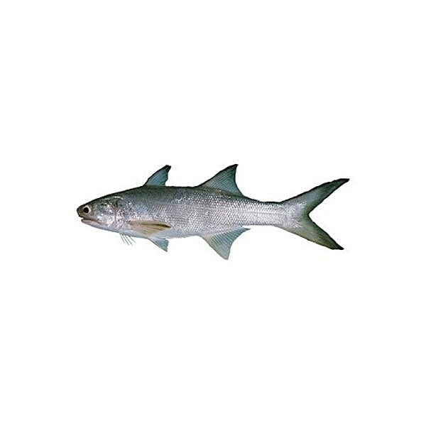 Buy Mumbai Machhli Fish Indian Salmon Rawas 1 Kg Online at the Best ...