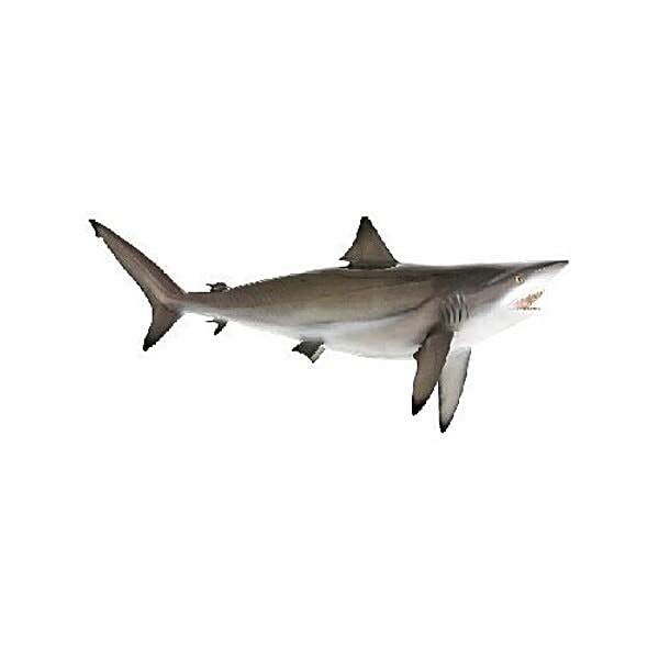 Buy Meat Mart Fish - Shark Curry Cut Online at Best Price of Rs null ...