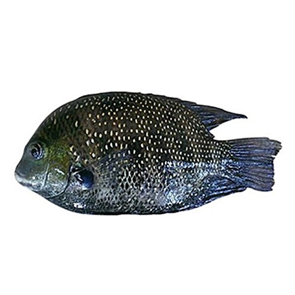 Buy ME FRESH Fish - Pearl Spot / Kari Meen 500 gm Online at Best Price ...